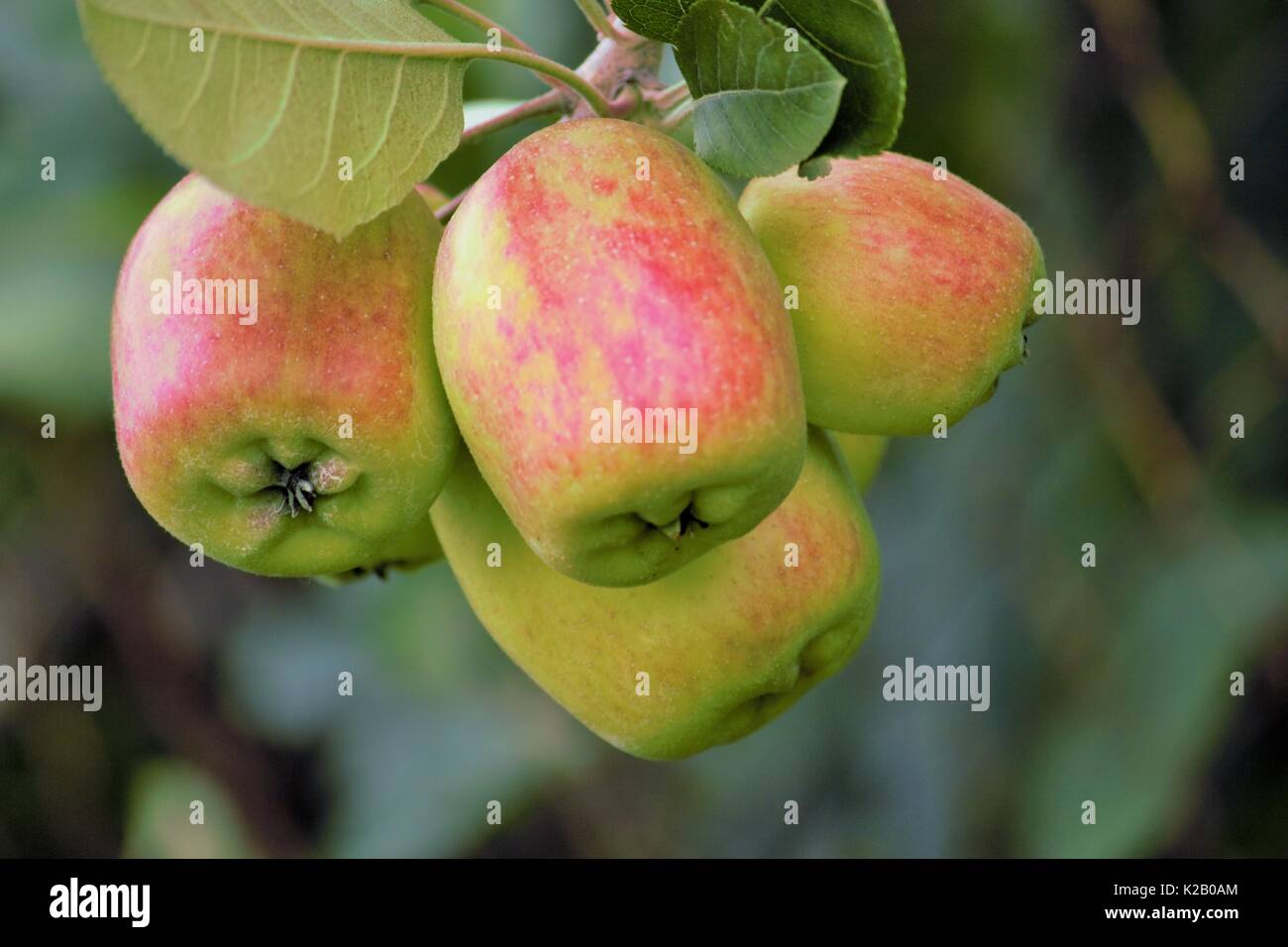 Apple malang hi-res stock photography and images - Alamy