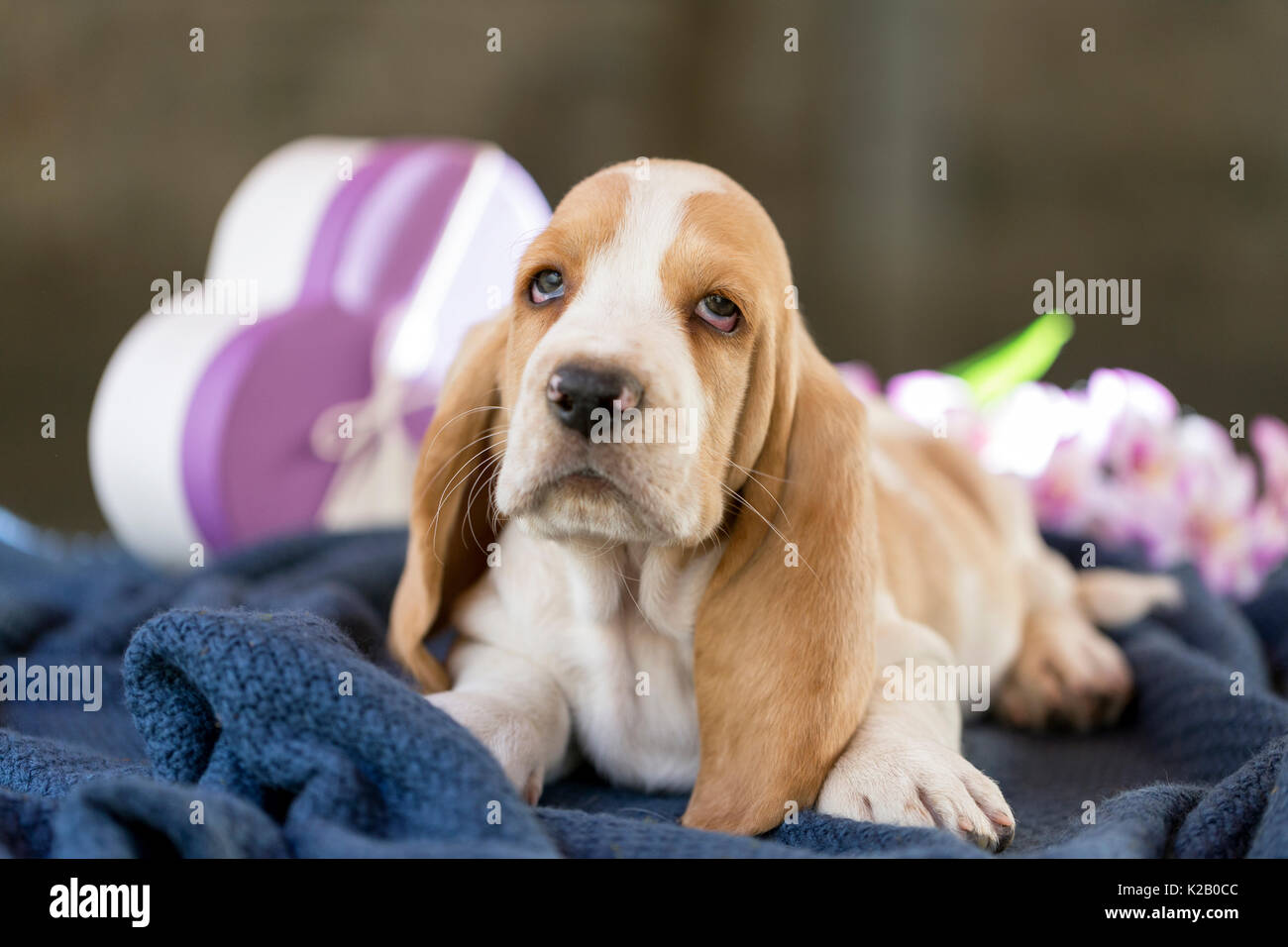 Basset Hound Cachorros
