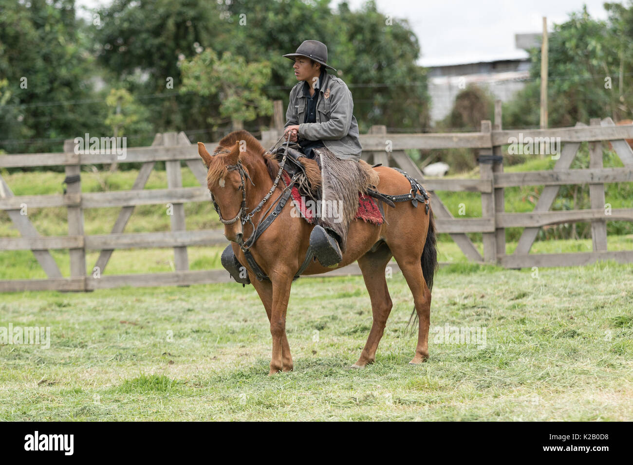 June 3, 2017 Machachi, Ecuador: cowboy wearing furry chaps riding a ...