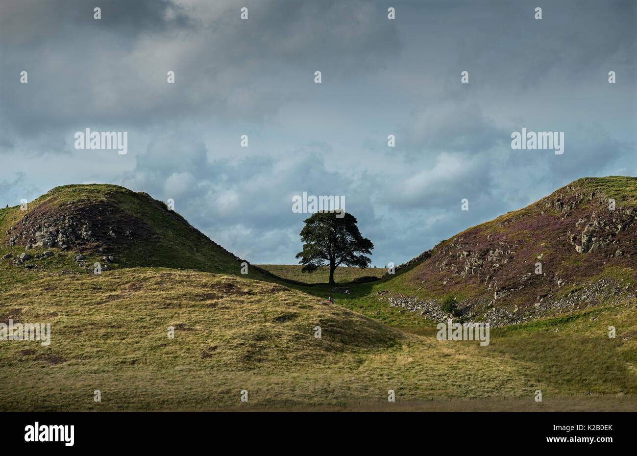 Hadrian's Wall, Northumberland, England. August 2017 Sycamore Gap ...