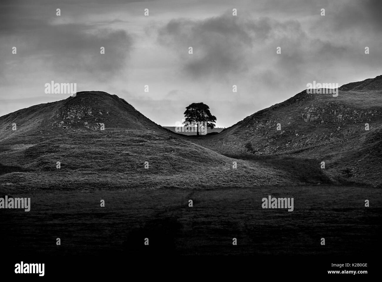 Hadrian's Wall, Northumberland, England. August 2017 Sycamore Gap ...