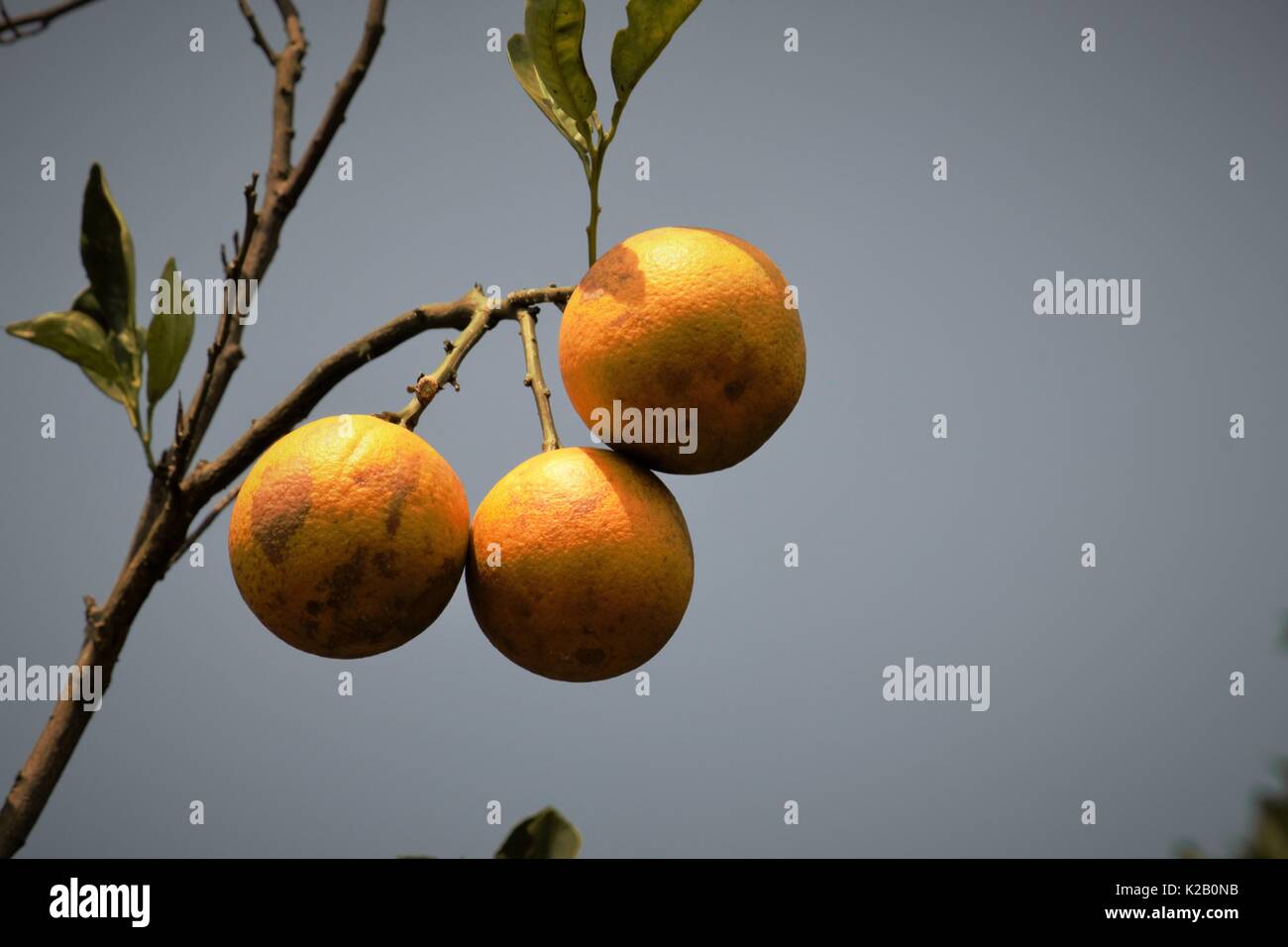 Orange Cereme (eguinea uniflora Stock Photo - Alamy