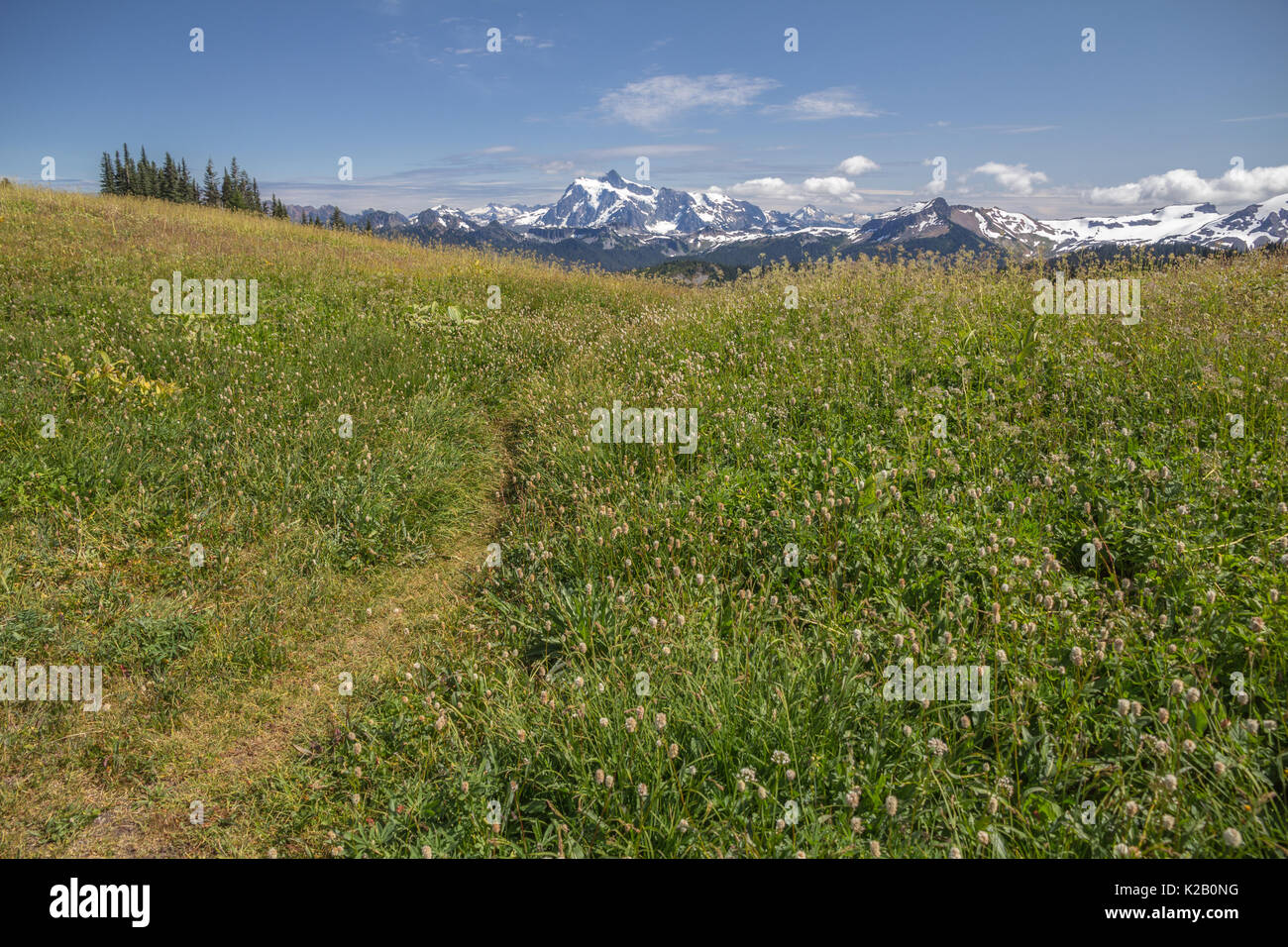Late summer alpine meadows on Skyline Divide hiking trail near Mt ...
