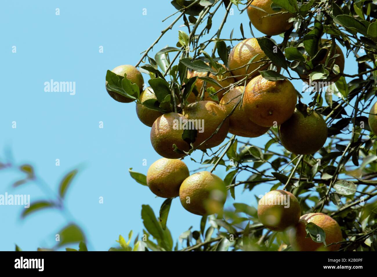 Orange Cereme (eguinea uniflora Stock Photo - Alamy