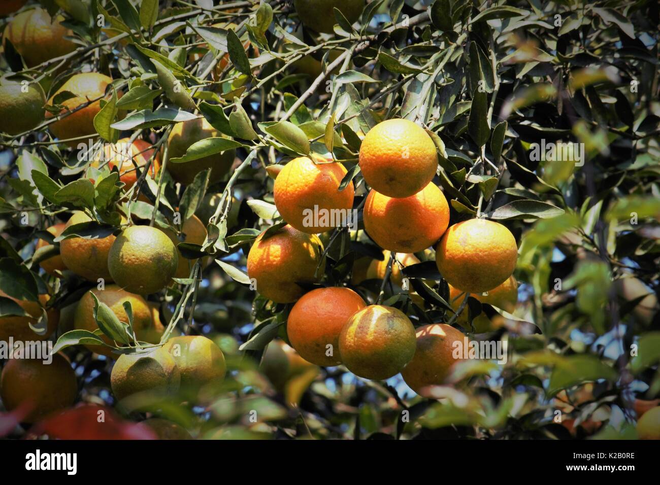 Orange fruits in filed near Malang Indonesia Stock Photo - Alamy