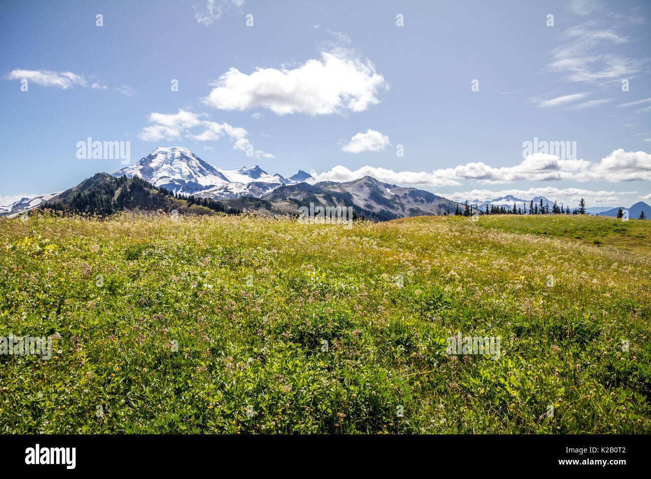 Mixed vegetation of alpine grasses and wildflowers fills the lower half ...