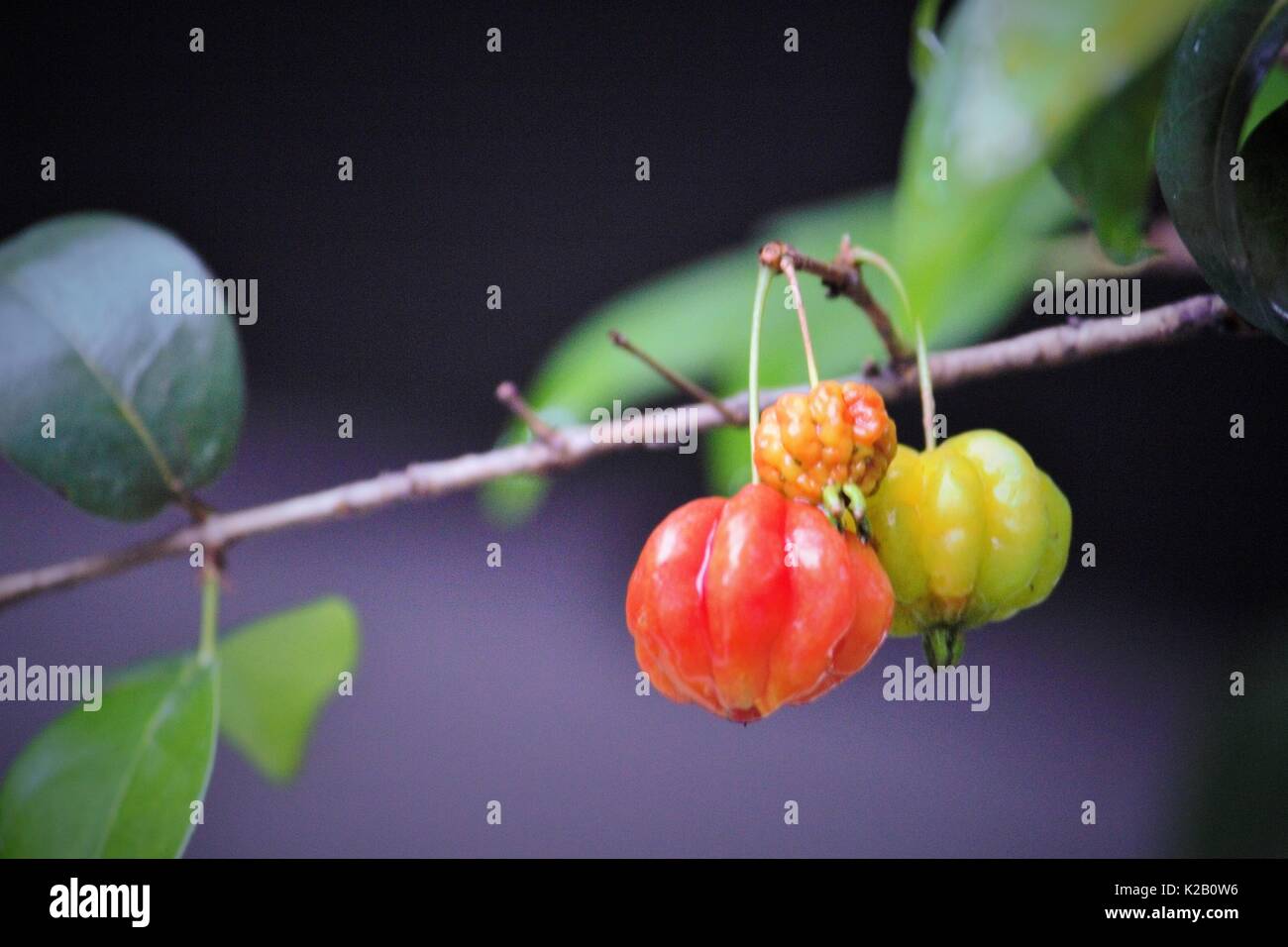 Orange & yellow Cereme (eguinea uniflora Stock Photo - Alamy