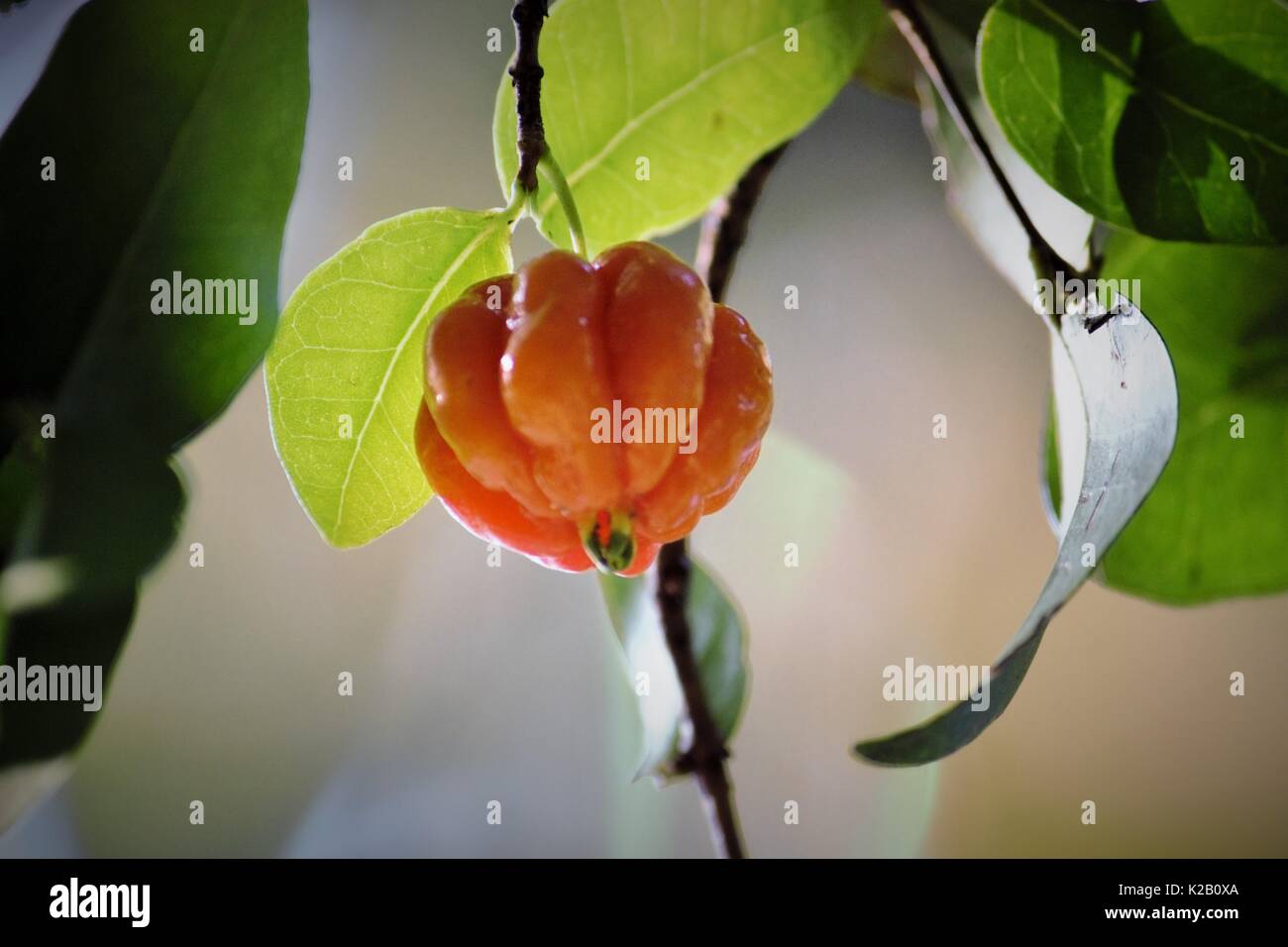 Orange Cereme (eguinea uniflora Stock Photo - Alamy