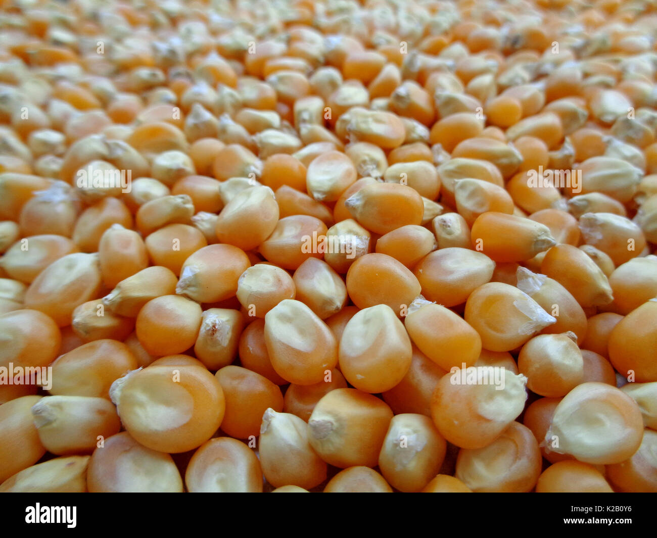 Corn kernels texture hi-res stock photography and images - Alamy