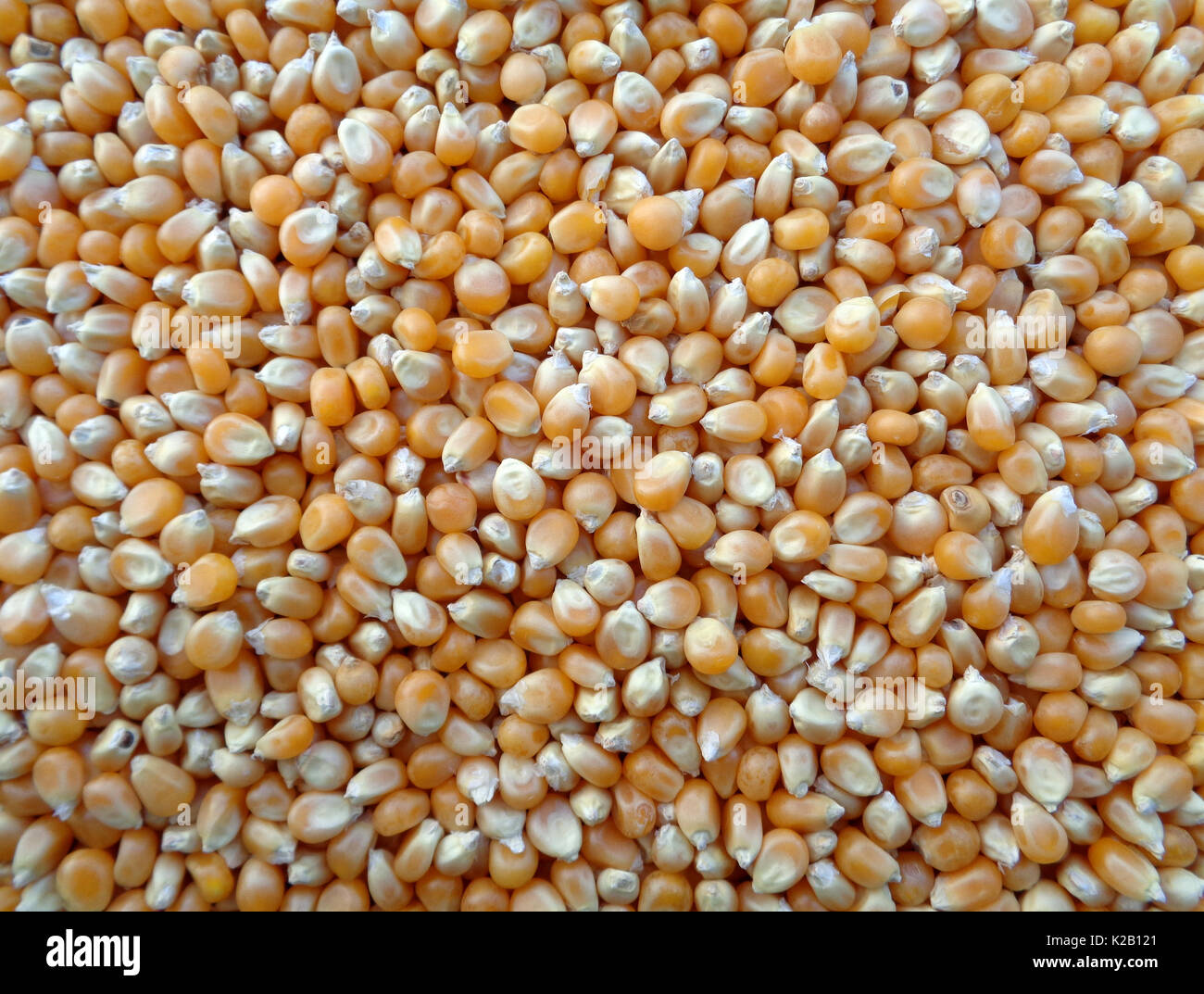 Dried Corn Kernels for Popcorn, Background, Texture, Pattern Stock ...