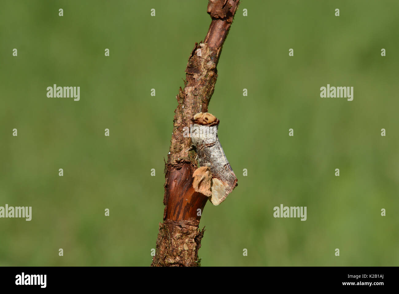 Buff-tip moth, Phalera bucephala, on twig with soft green background ...