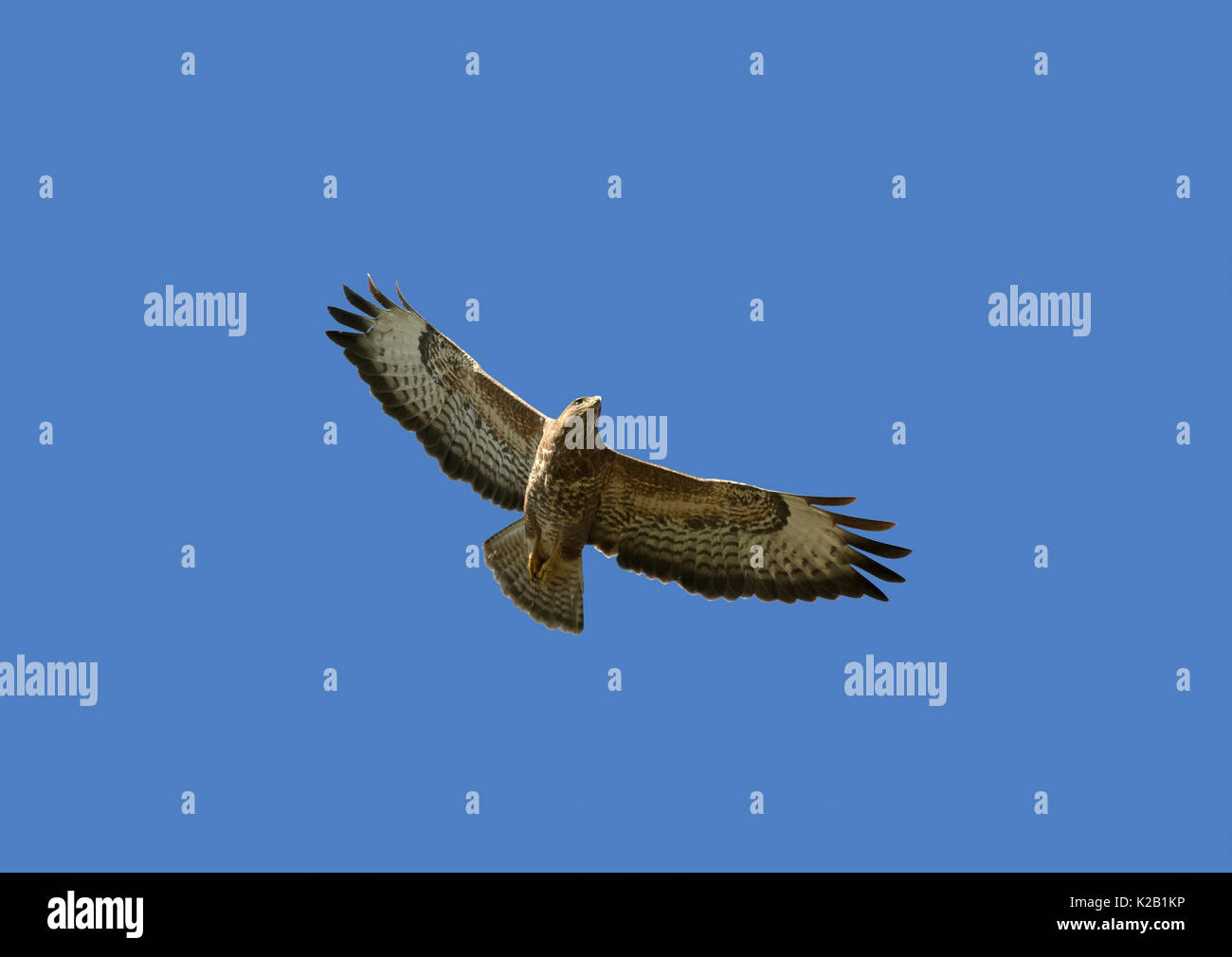 Common buzzard, Buteo buteo, in flight against blue sky, in Lancashire ...