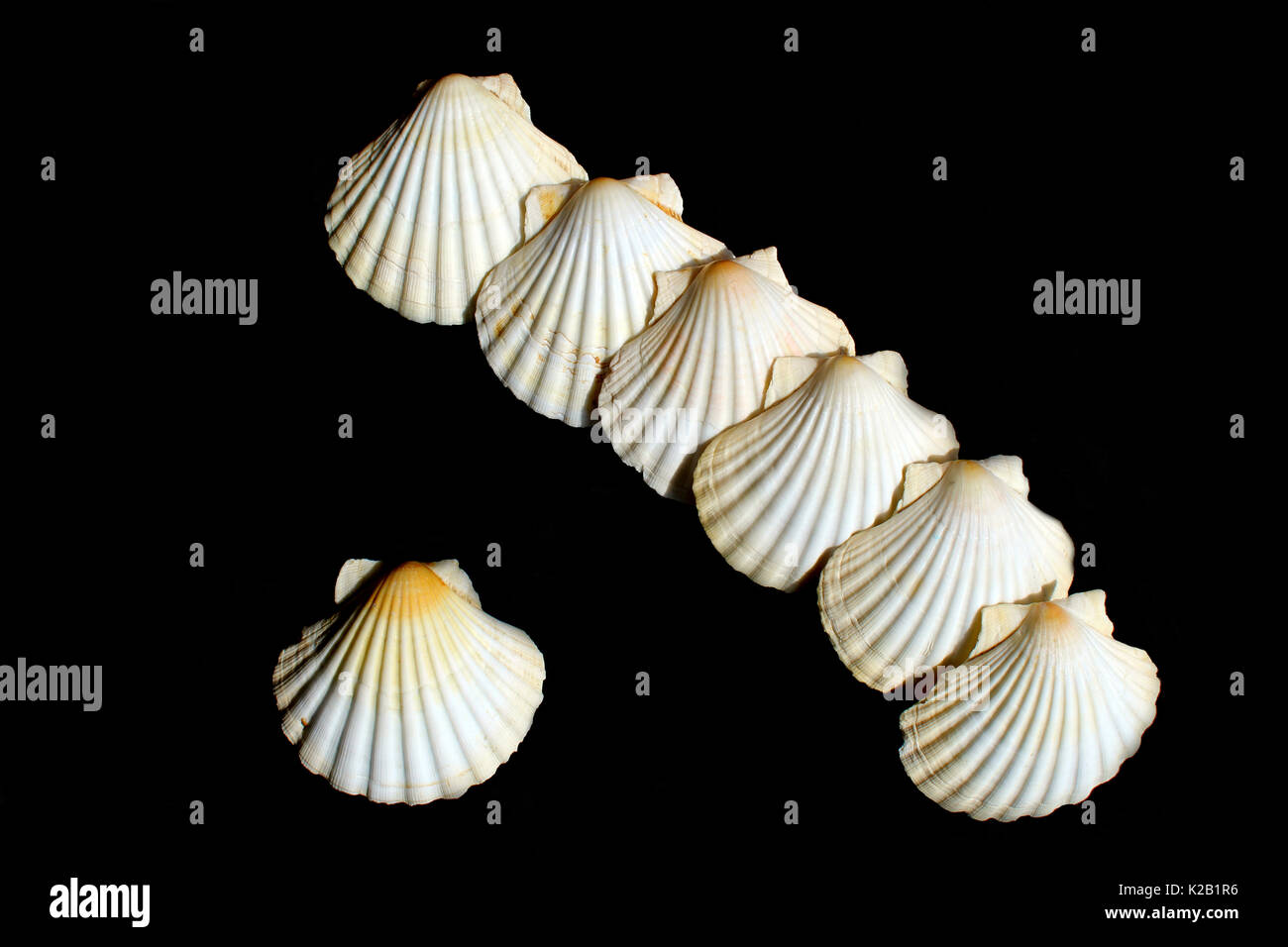 Pecten jacobaeus hi-res stock photography and images - Alamy