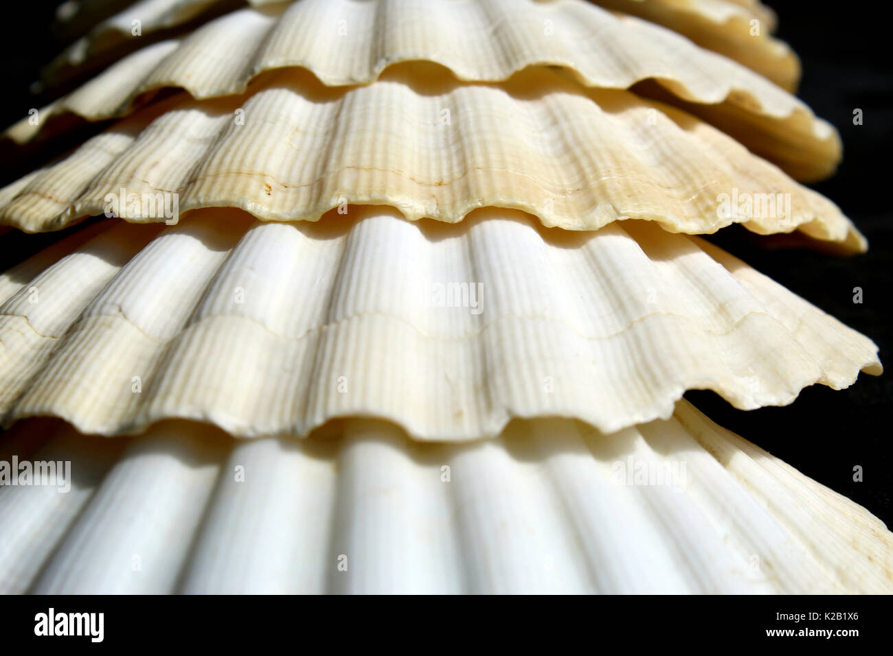 Pecten jacobaeus hi-res stock photography and images - Alamy