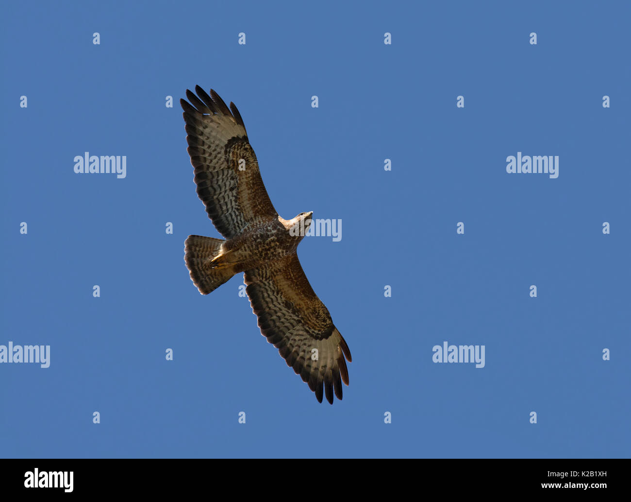Eurasian buzzards hi-res stock photography and images - Alamy
