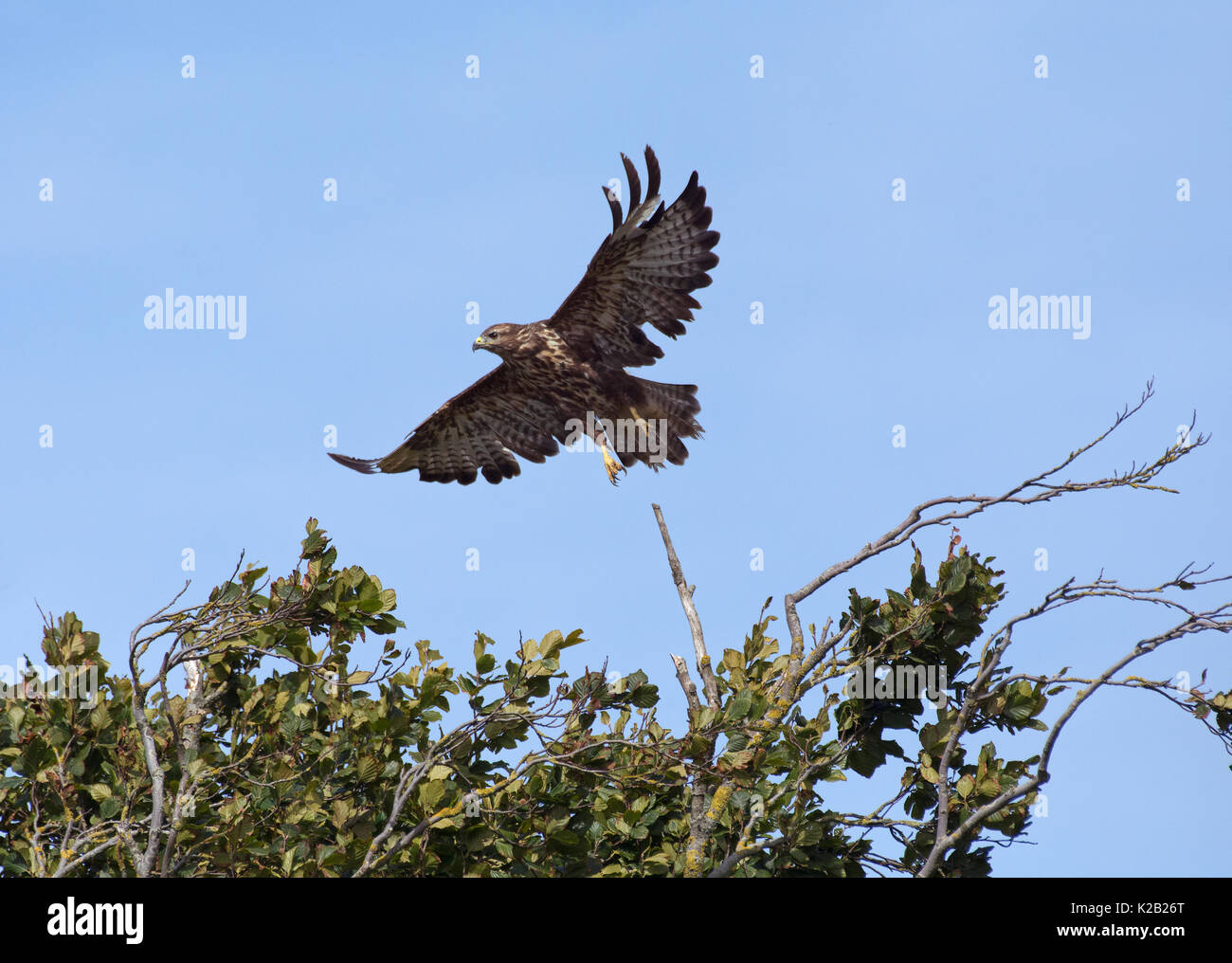Common buzzard, Buteo buteo, in flight against blue sky, in Lancashire ...