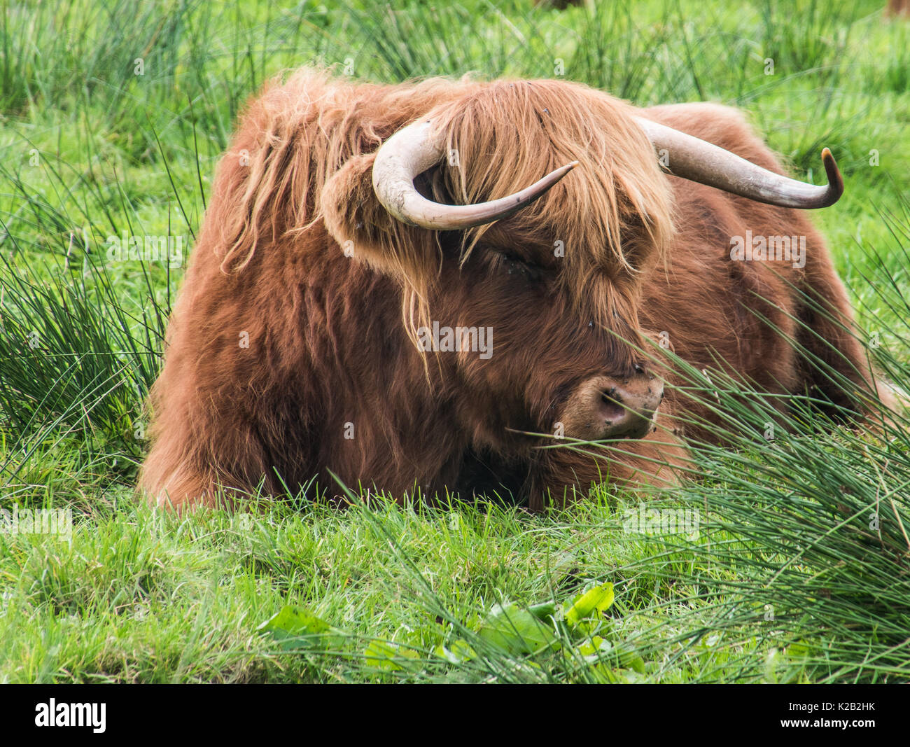 Single Highland Cow Stock Photo - Alamy