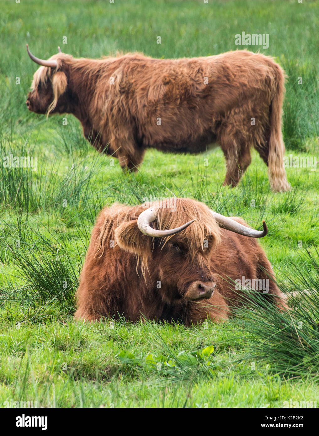 Hardy cows hi-res stock photography and images - Alamy