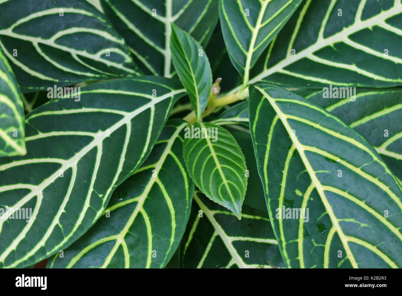 Dark green tree leaves hi-res stock photography and images - Alamy