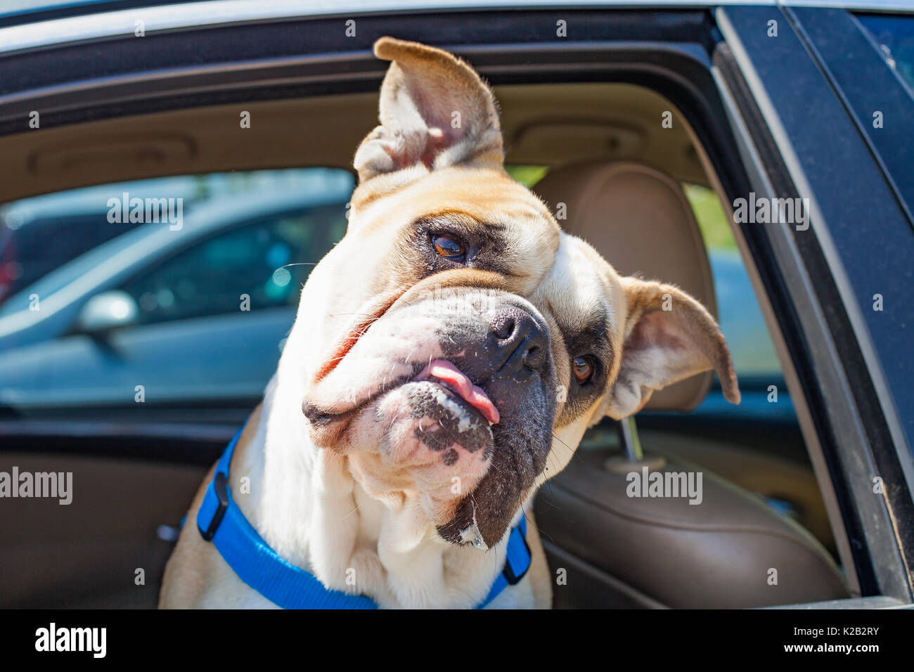 Picture of a french bulldog sitting in the car Stock Photo - Alamy