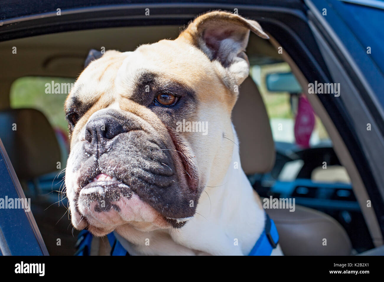 Picture of a french bulldog sitting in the car Stock Photo - Alamy