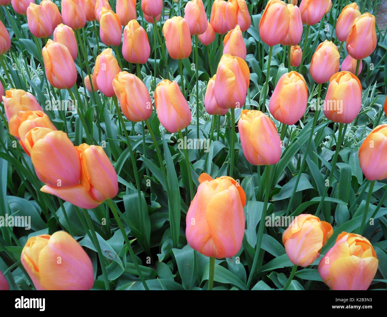 Two tone tulip hi-res stock photography and images - Alamy