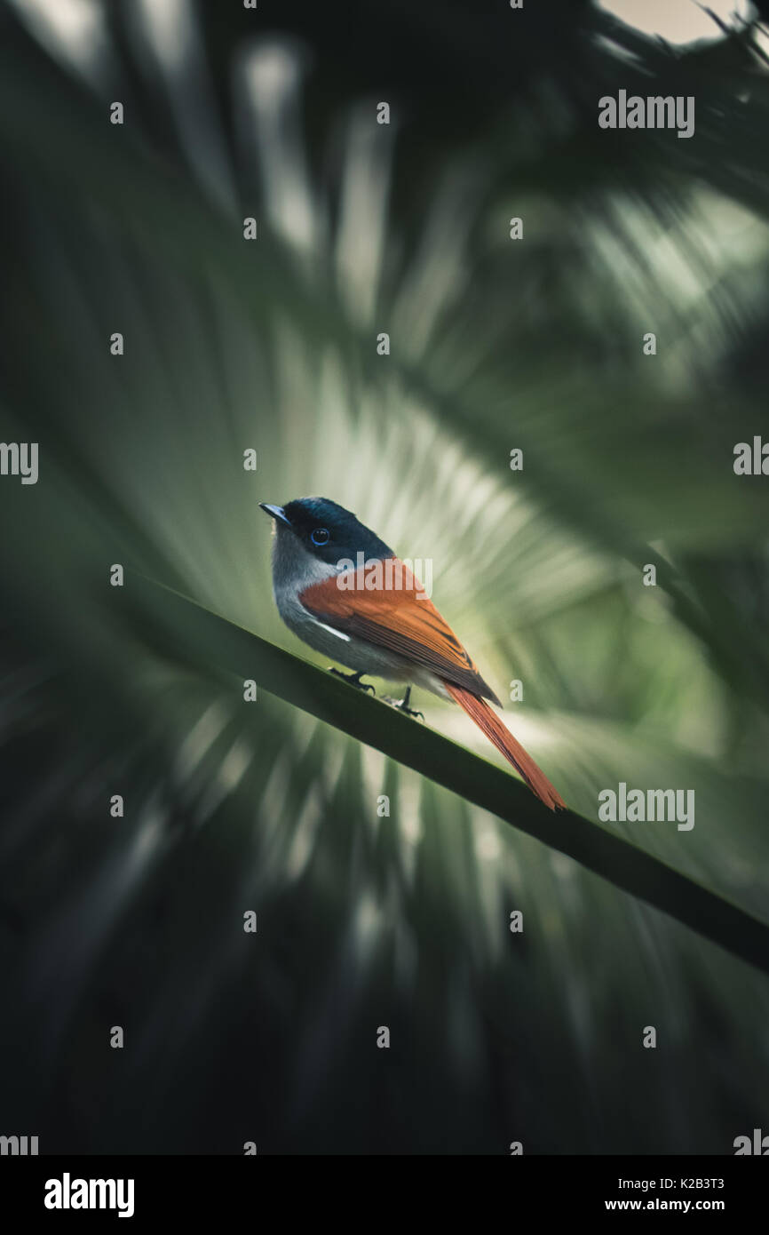 Reunion island bird hi-res stock photography and images - Alamy