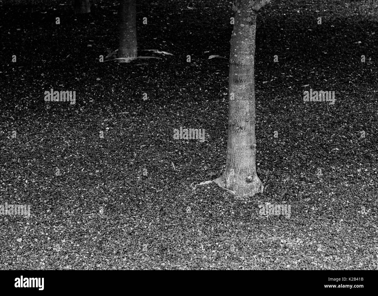 Trunks in green forest Black and White Stock Photos & Images - Alamy