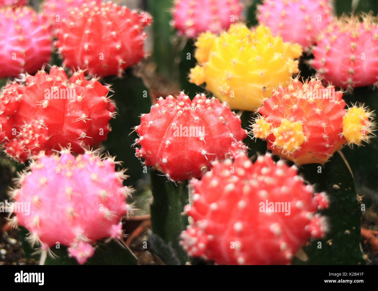 Bunch of Vivid Color Mini Cactus Plants, Closed up for Background Stock ...