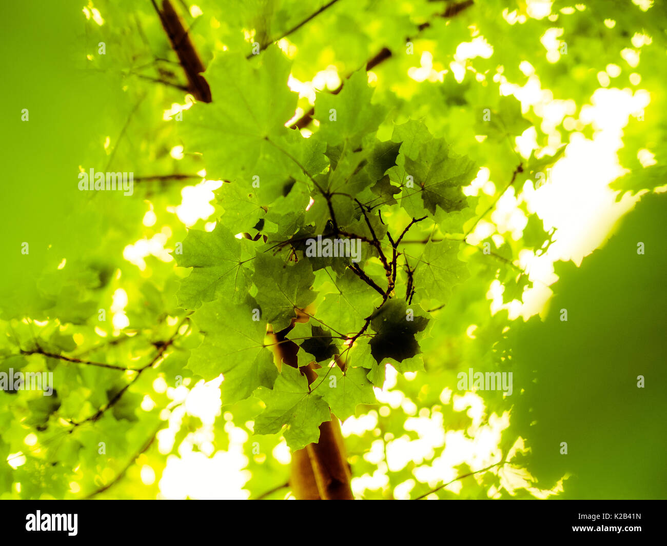 Maple tree canopy from below Stock Photo - Alamy