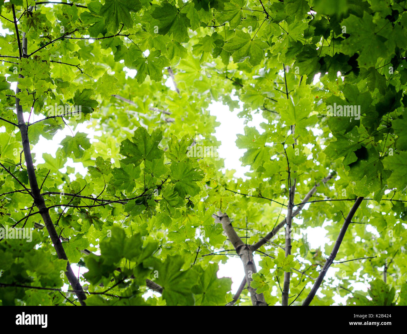 Maple tree canopy from below Stock Photo - Alamy
