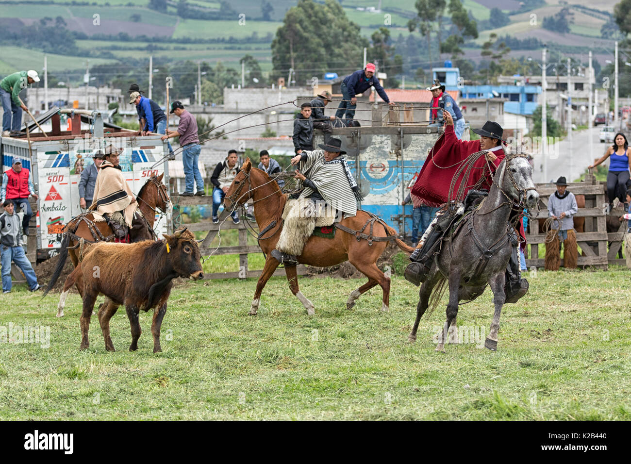 June 3, 2017 Machachi, Ecuador: cowboys roping a bull in a rural rodeo ...