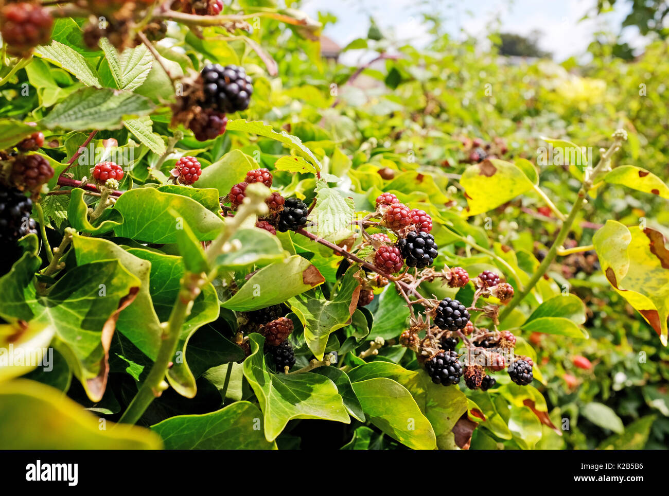 Summer ripening berries hi-res stock photography and images - Alamy