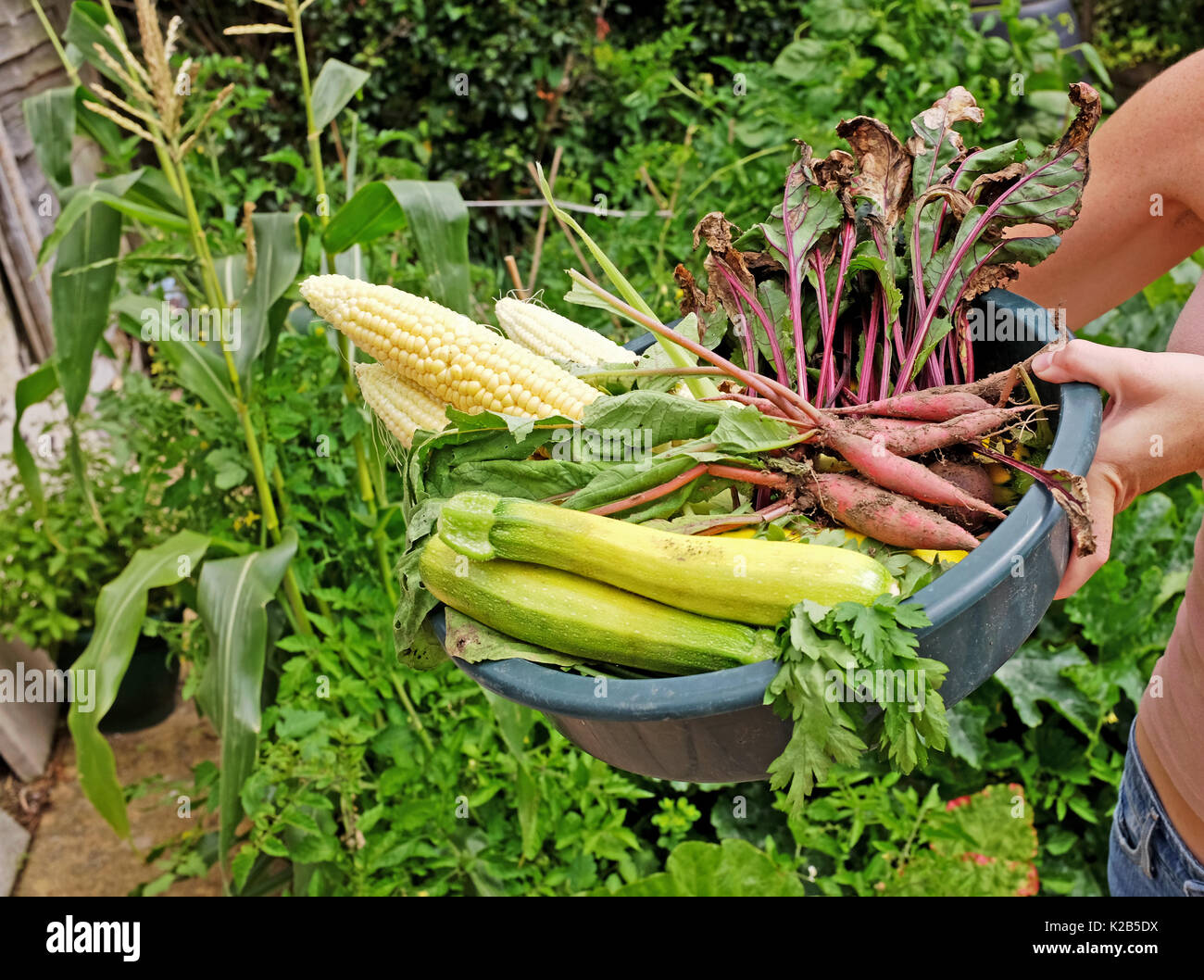 Sweetcorn growing garden hi-res stock photography and images - Alamy