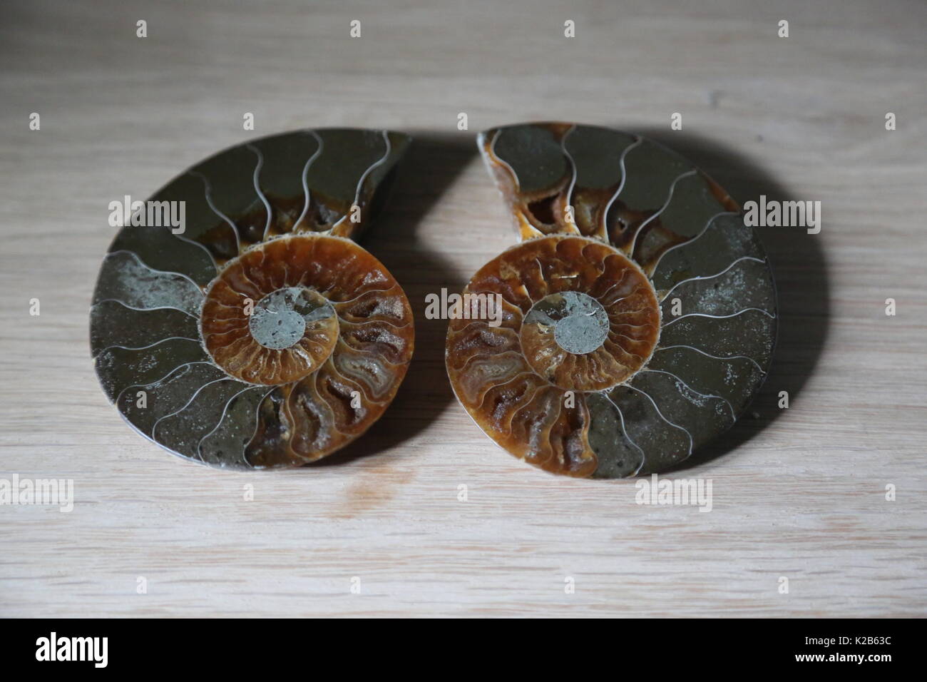 Polished ammonite fossil hi-res stock photography and images - Alamy