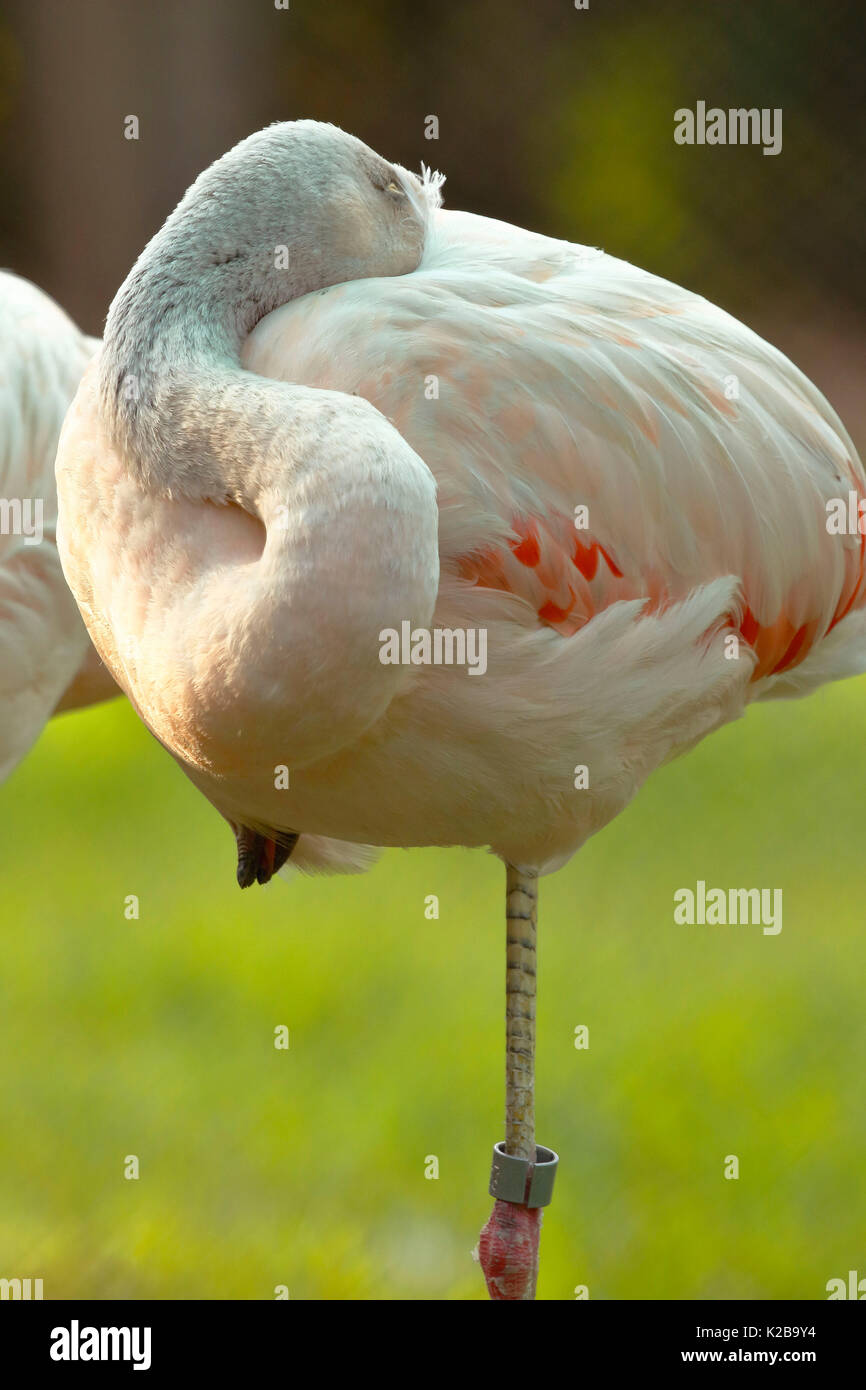 Andean Flamingo (Phoenicoparrus andinus), specimen taken in captivity ...