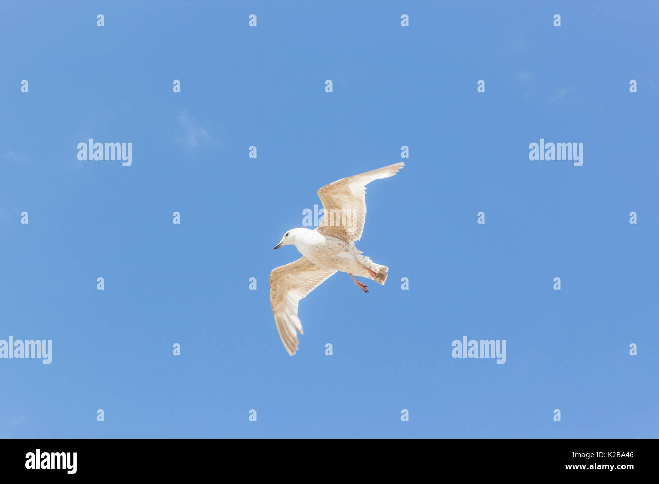Seagull wing hi-res stock photography and images - Alamy