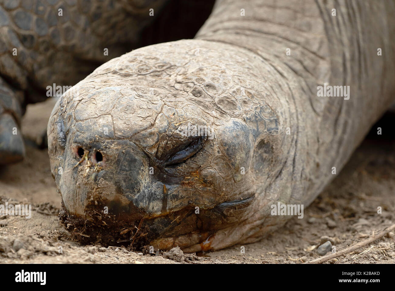Floreana Giant Tortoise (Chelonoidis nigra Complex), specimen taken in ...