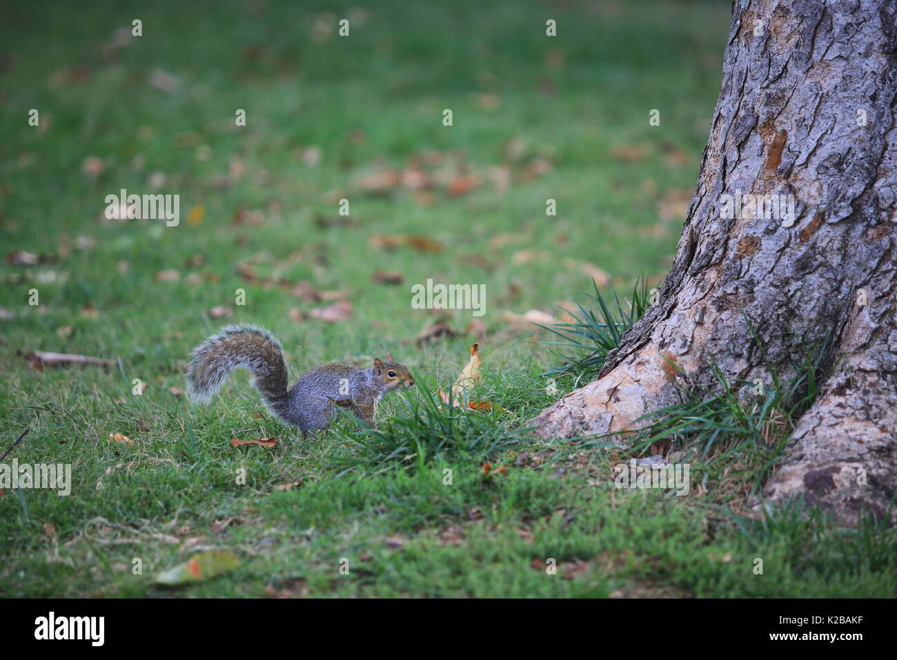 Eastern gray squirrel Stock Photo - Alamy