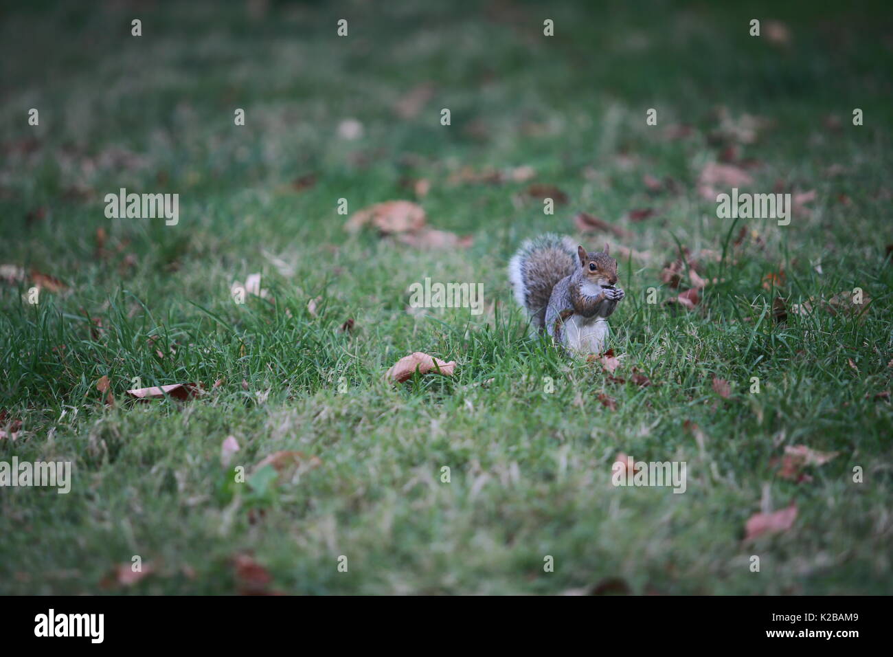 Eastern gray squirrel Stock Photo - Alamy