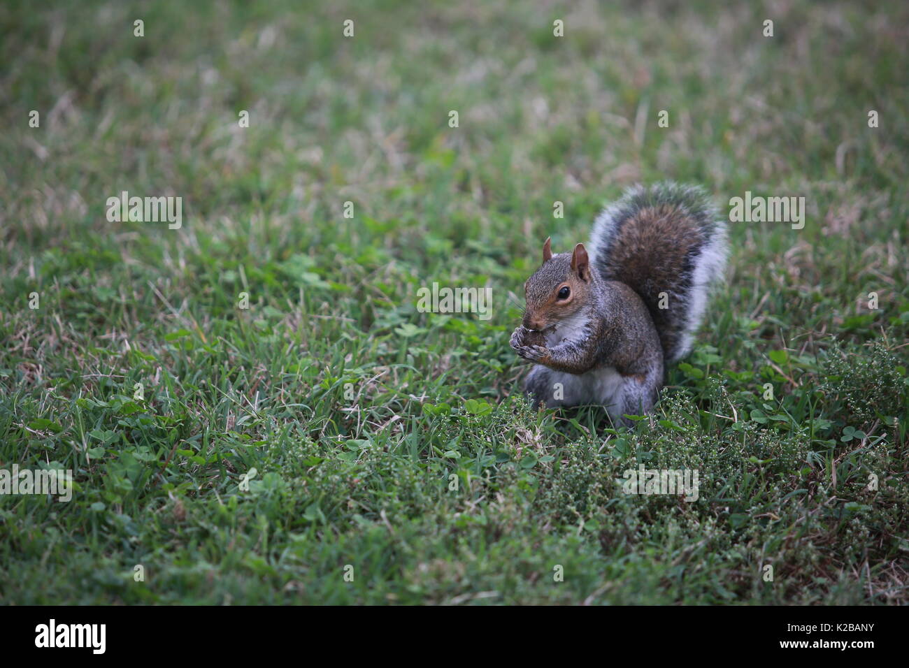 Eastern gray squirrel Stock Photo - Alamy