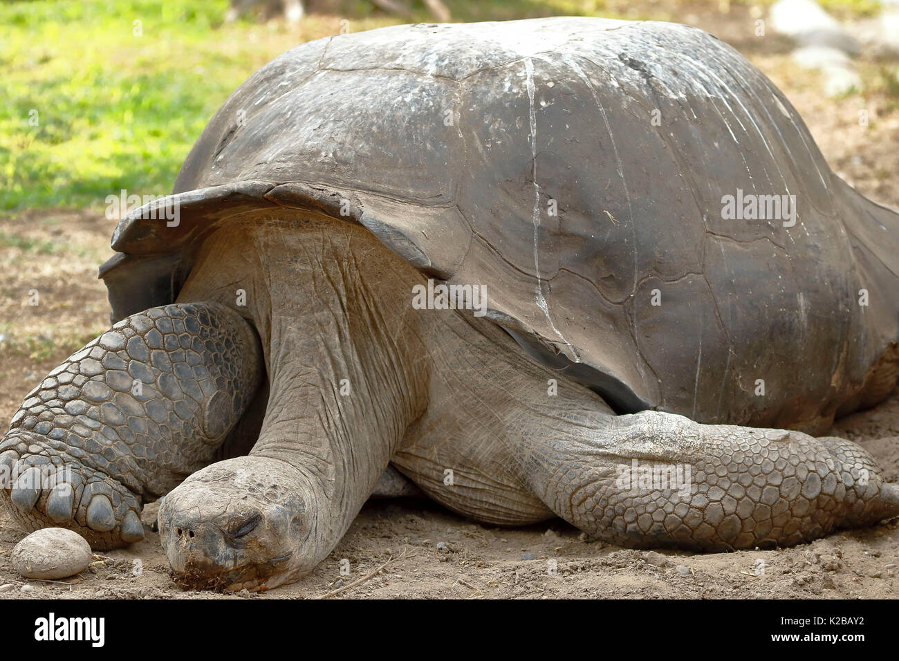 Floreana Giant Tortoise (Chelonoidis nigra Complex), specimen taken in ...
