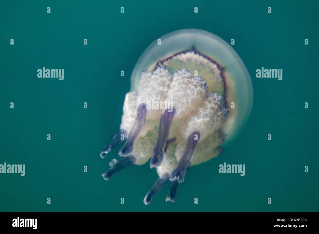Jellyfish, medusa in the blue ocean waters, close up Stock Photo - Alamy