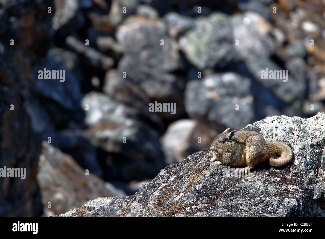 Southern Viscacha (Lagidium viscacia) taken in freedom near the snowy ...