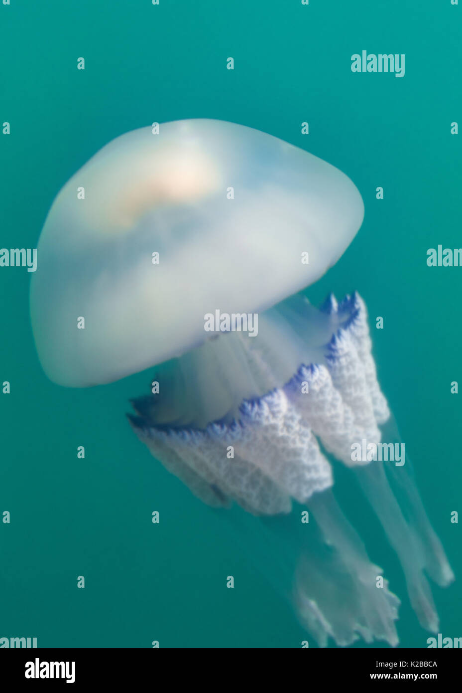 Medusa Blue Ocean Jellyfish