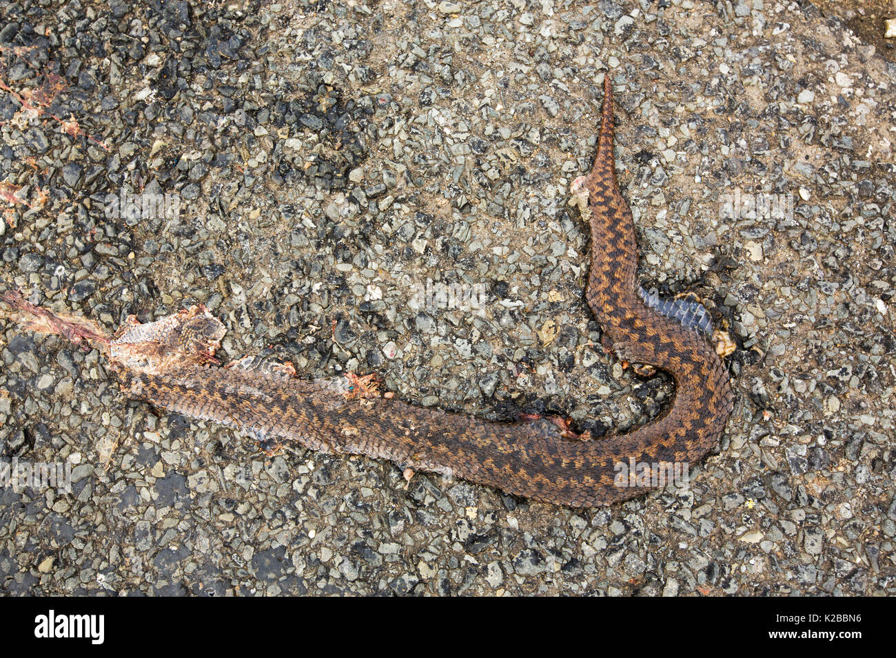 Dead snake in road High Resolution Stock Photography and Images - Alamy