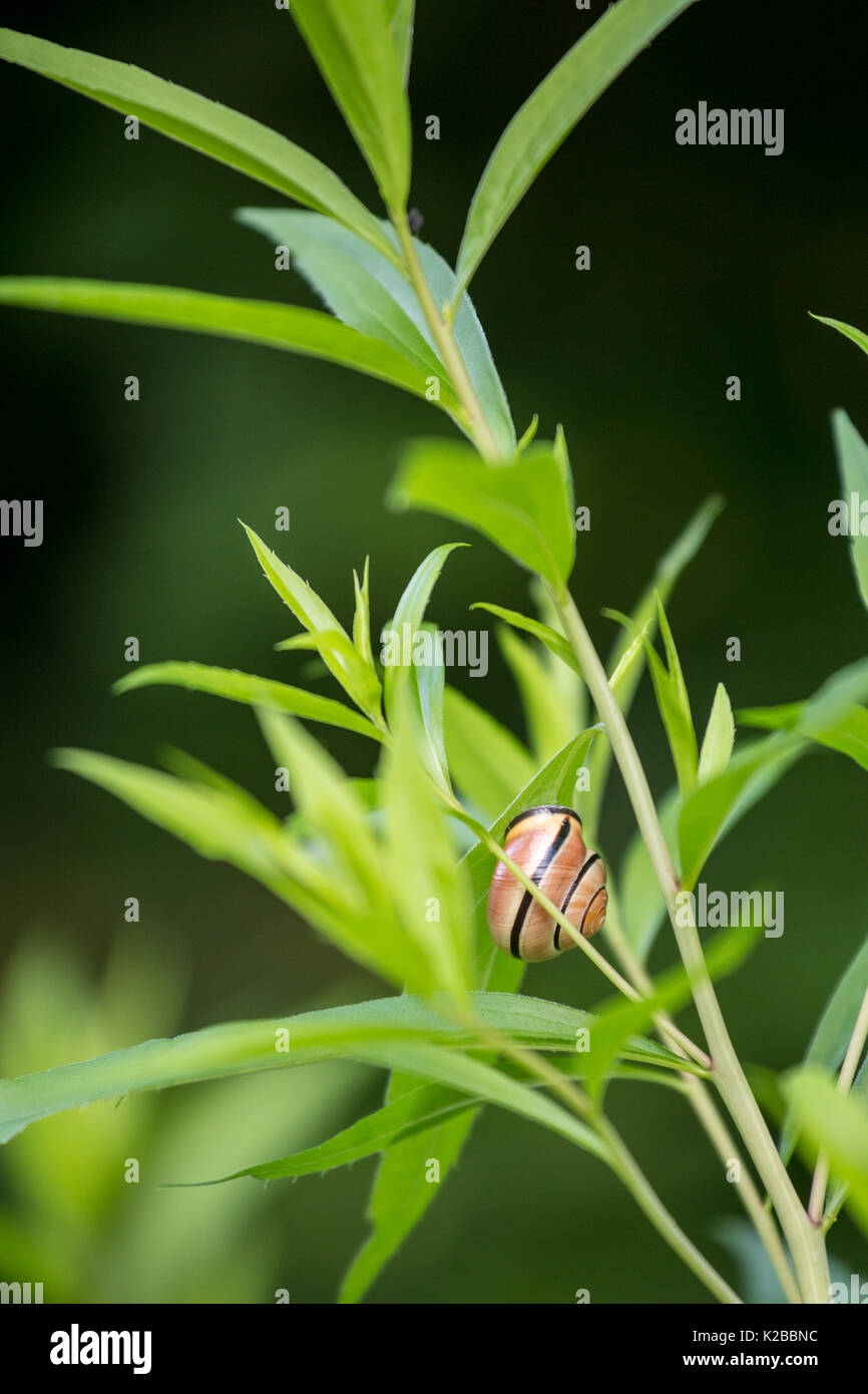 Shell bush hi-res stock photography and images - Alamy