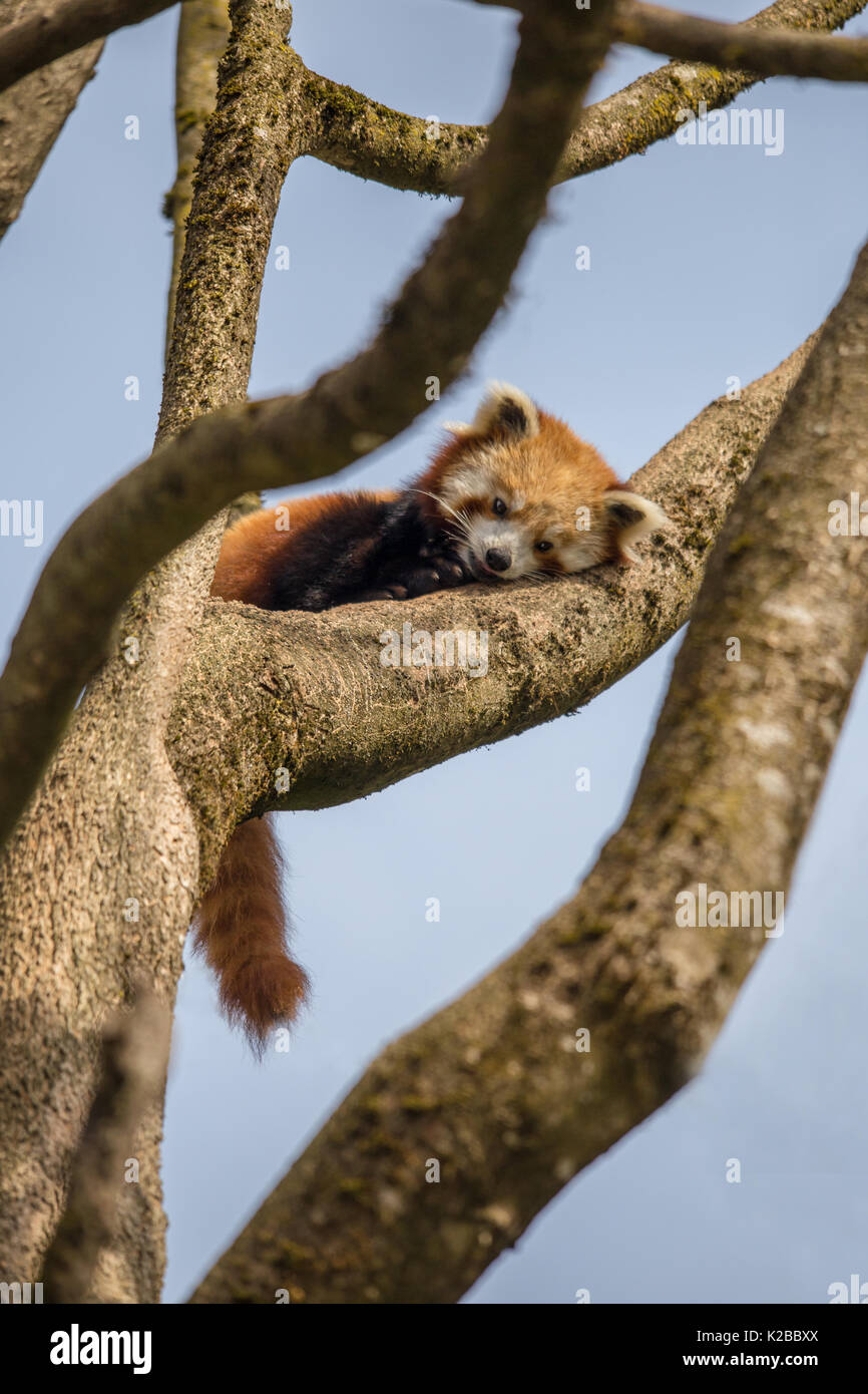 Red panda sleeping on tree hi-res stock photography and images - Alamy
