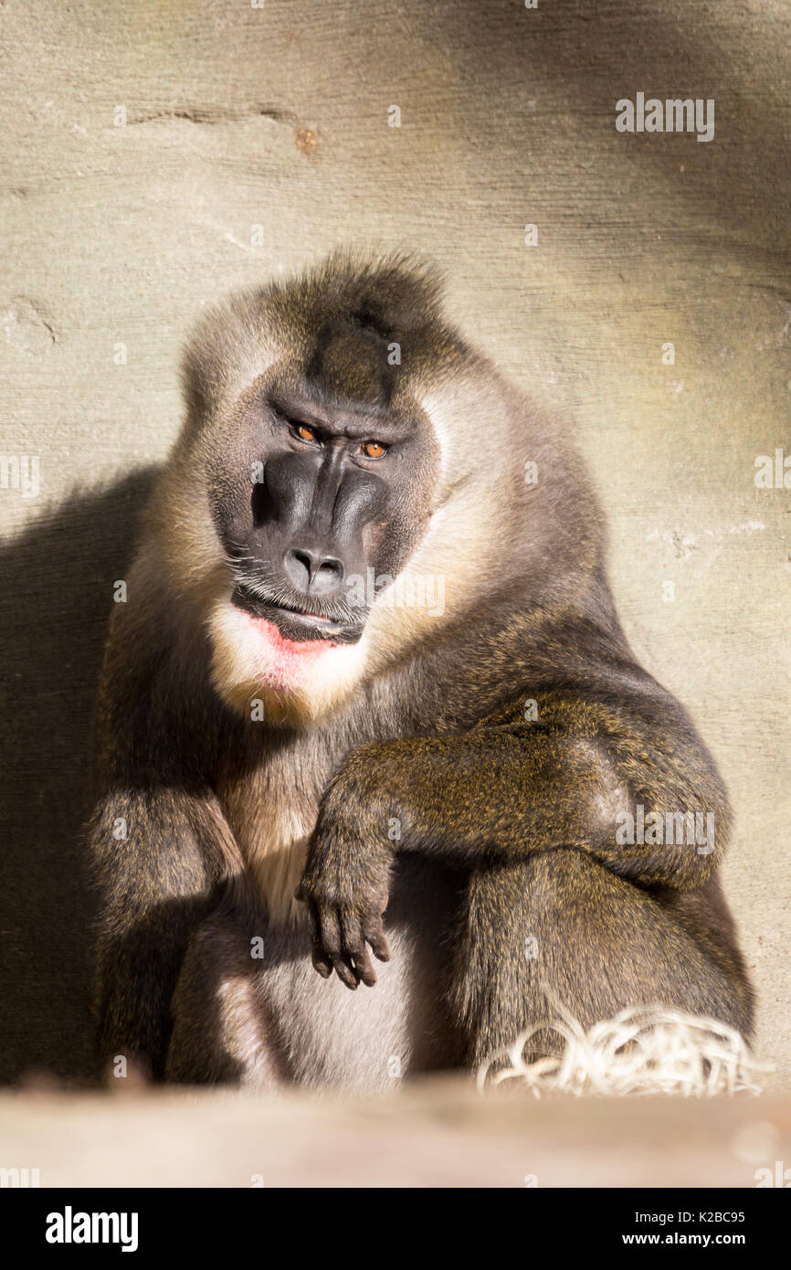 Huge baboon hi-res stock photography and images - Alamy