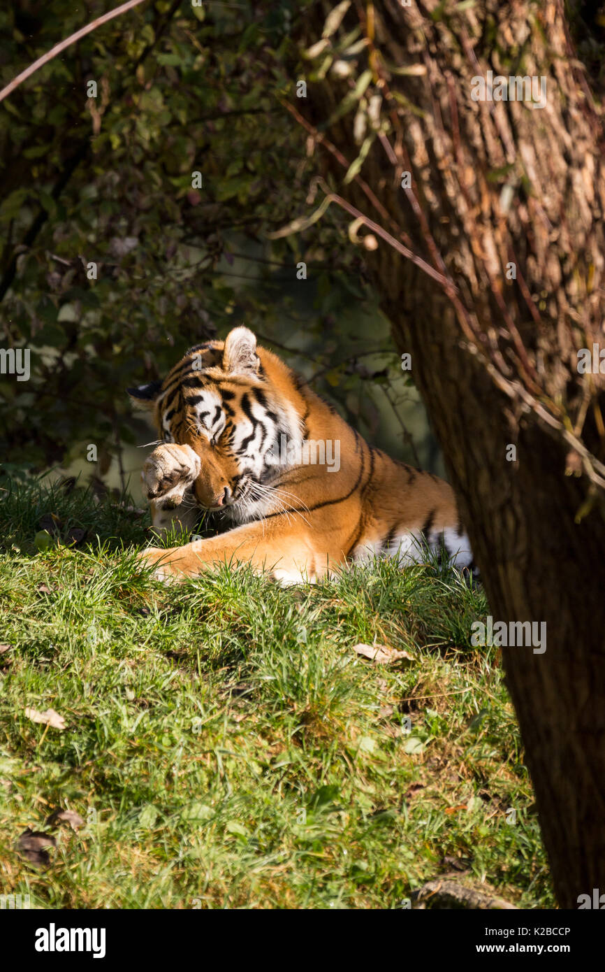 Cleaning face and paws hi-res stock photography and images - Alamy